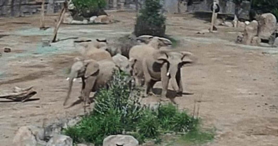 Elephants Formed an Alert Circle Post-Earthquake in San Diego